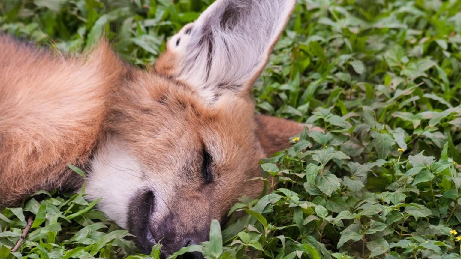 A Caça Legal no combate a Caça Ilegal – Associação CAC Brasil